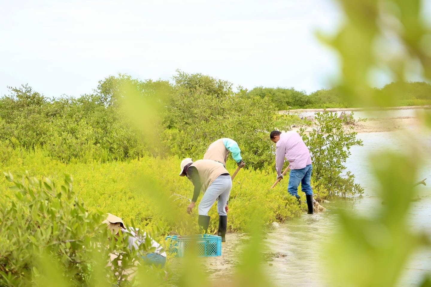 Exitosa jornada de sembratón fortalece trabajos de conservación de ...